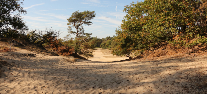 Ga wandelen in Brabant en ontdek de 6 mooiste wandelroutes | Bever